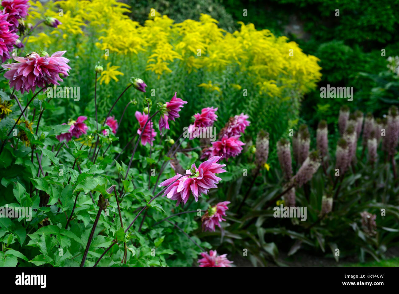dahlia emory paul,pink,Eucomis comosa Sparkling Burgundy,Pineapple lily ...