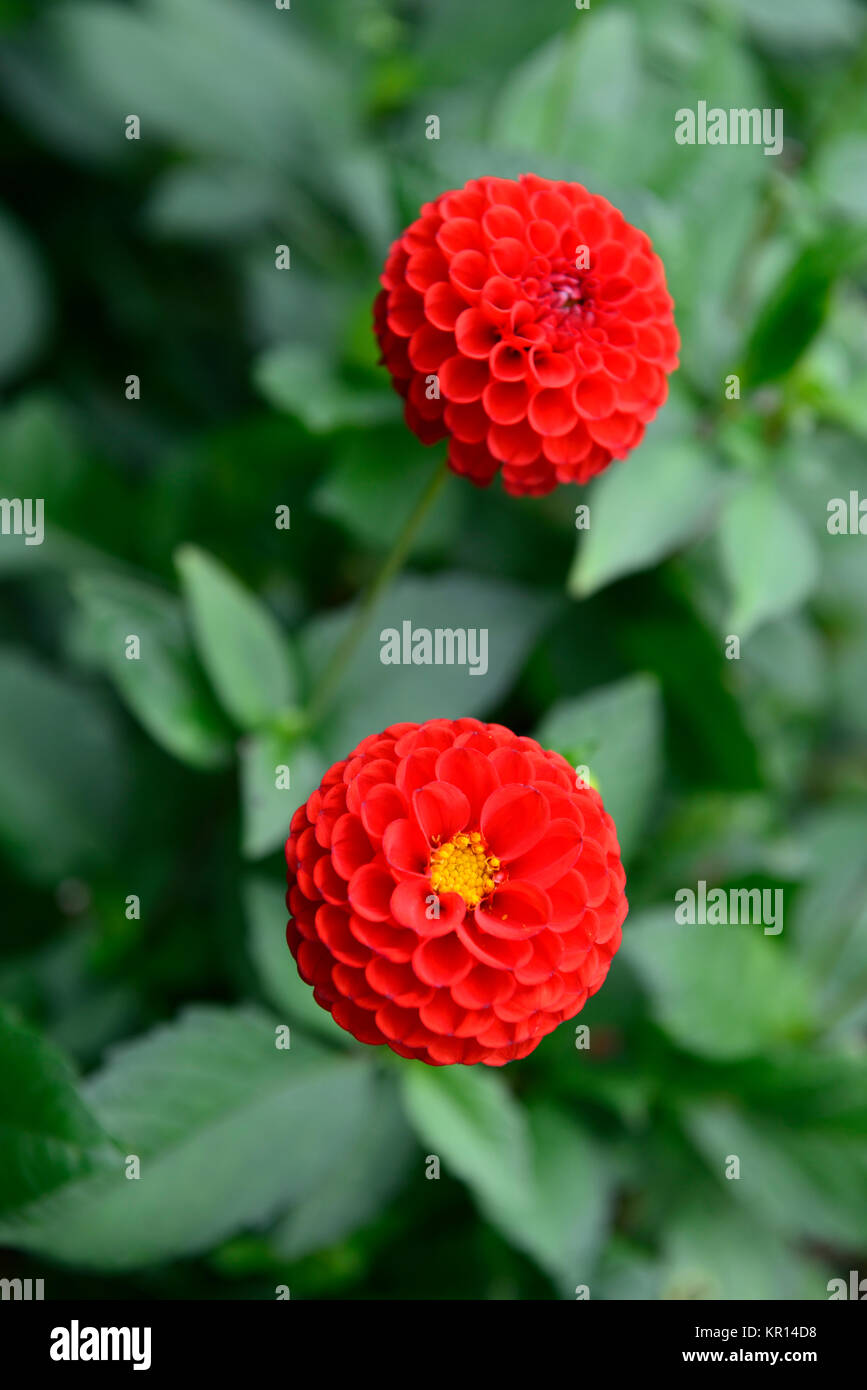 Dahlia deep red flower hi-res stock photography and images - Alamy