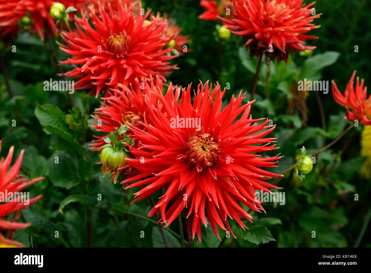 Dahlia Show 'n' Tell,Large-sized,Fimbriated,orange, red,flower,flowers ...