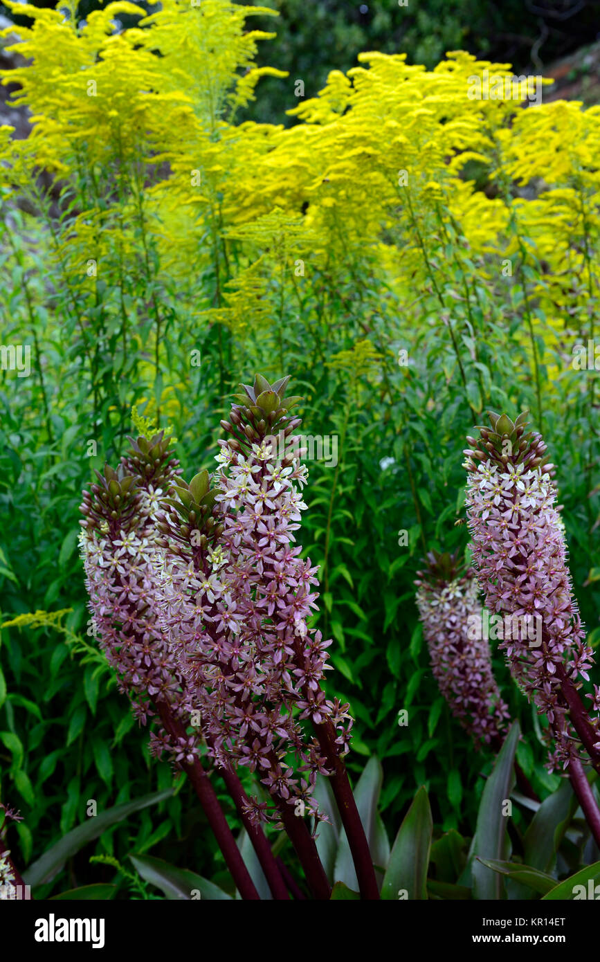 Purple and yellow lily flower hi-res stock photography and images - Alamy