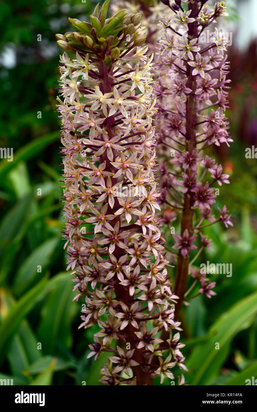 Eucomis comosa pink gin,Pineapple lily,racemes,raceme, red-purple ...