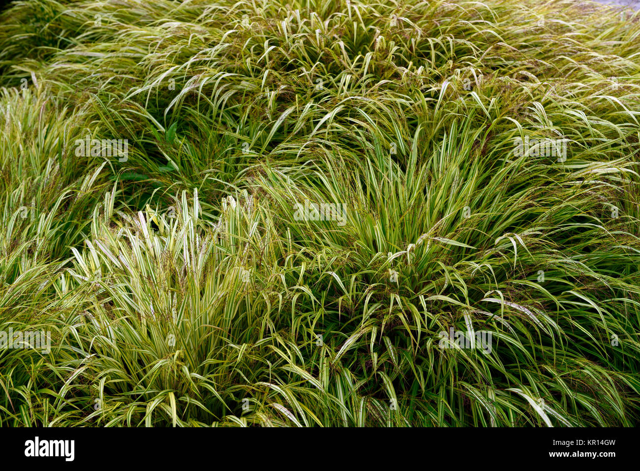 Japanese forest grass hi-res stock photography and images - Alamy