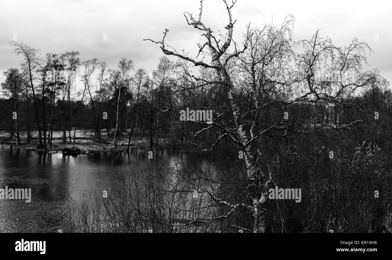 Horizontal right aligned dramatic tree background backdrop Stock Photo ...