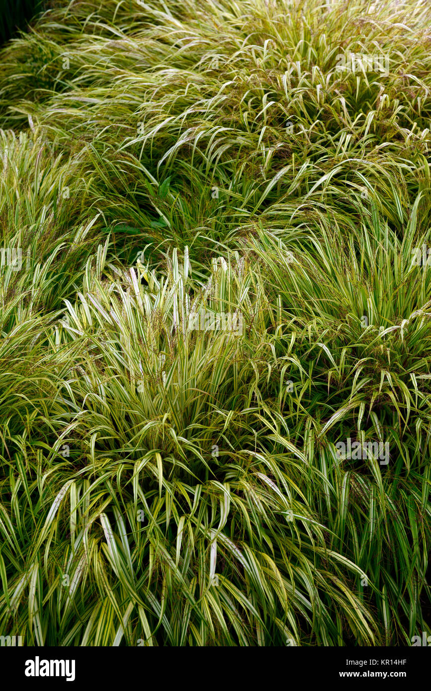 Japanese forest grass hi-res stock photography and images - Alamy