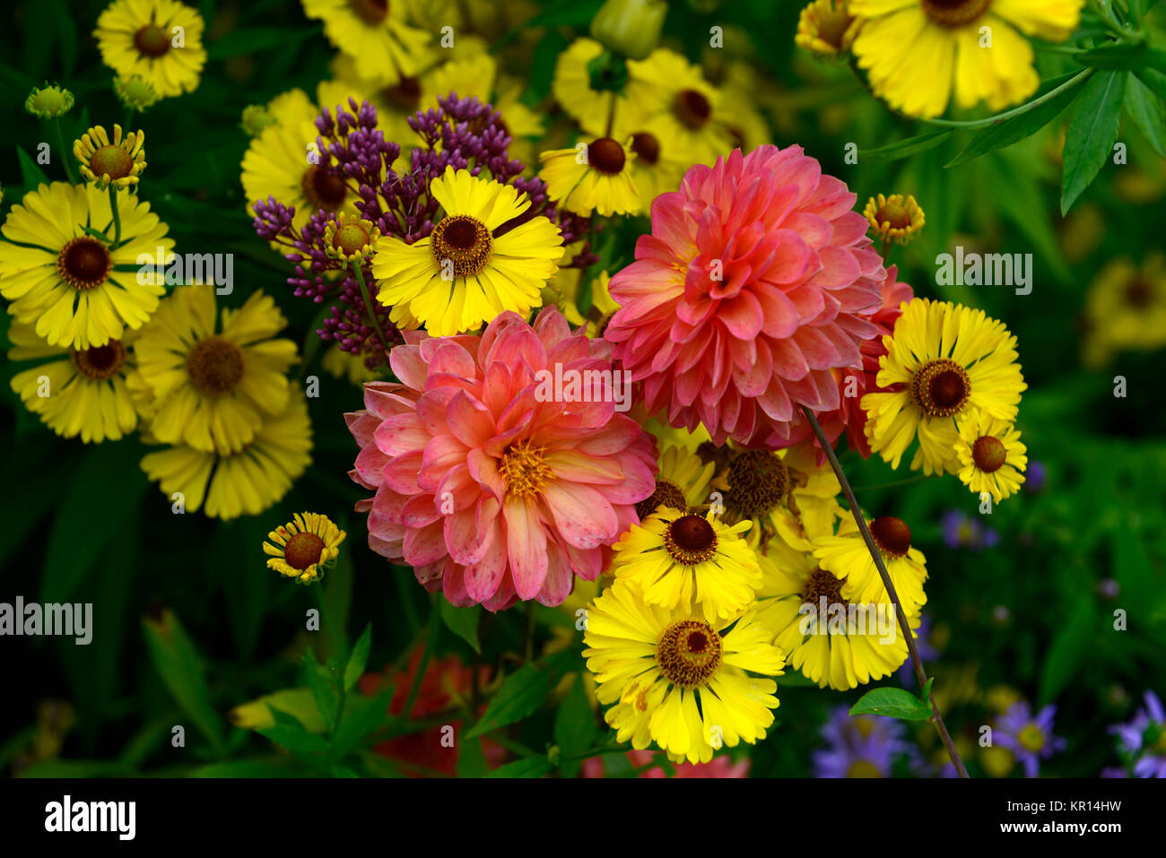 Heleniums High Resolution Stock Photography and Images - Alamy