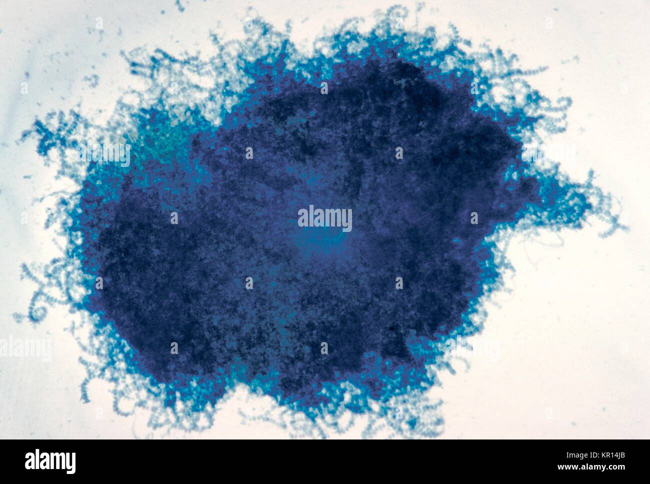 Fungi and feathers hi-res stock photography and images - Alamy