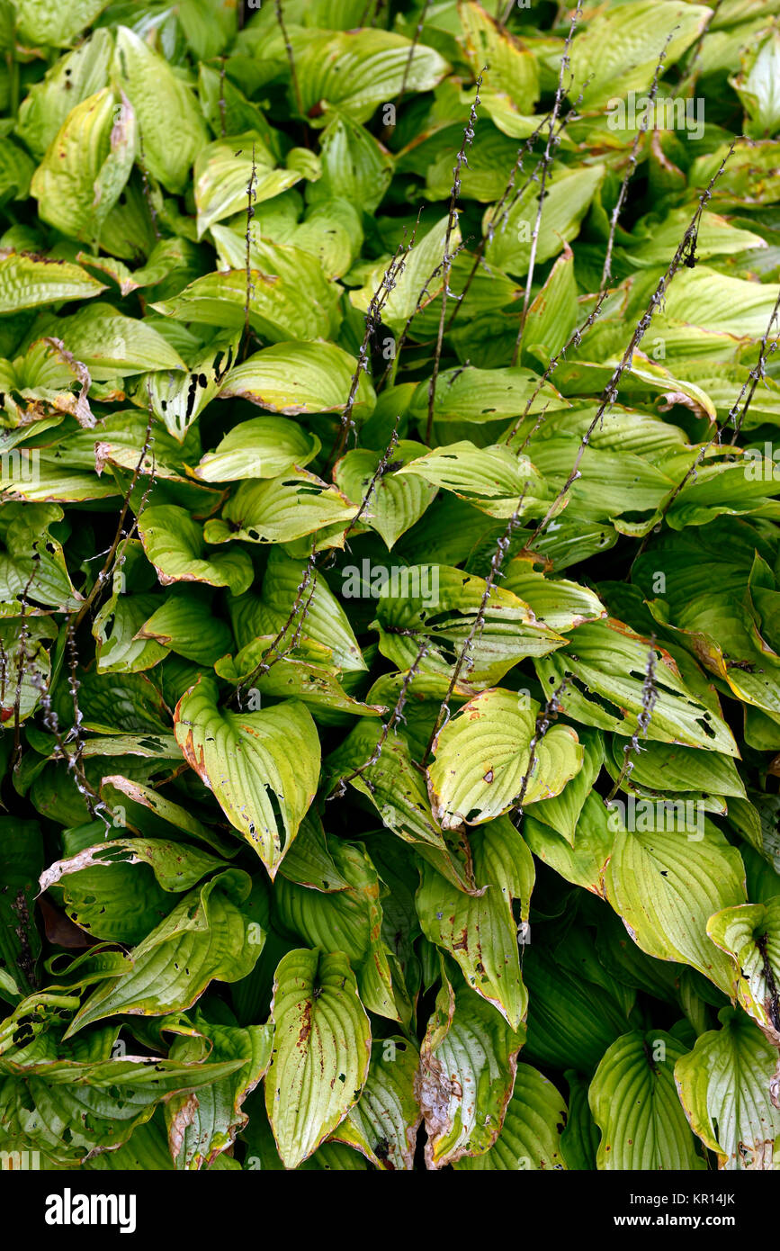 Slug pest damage garden hi-res stock photography and images - Alamy