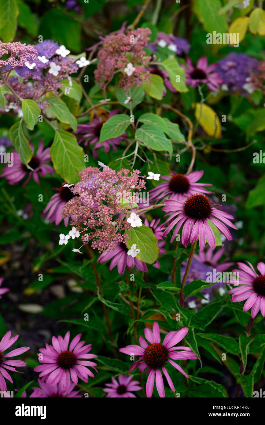 Hydrangea border hi-res stock photography and images - Alamy