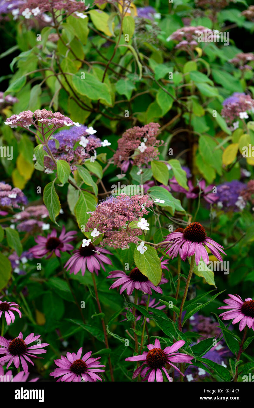Hydrangea border hi-res stock photography and images - Alamy