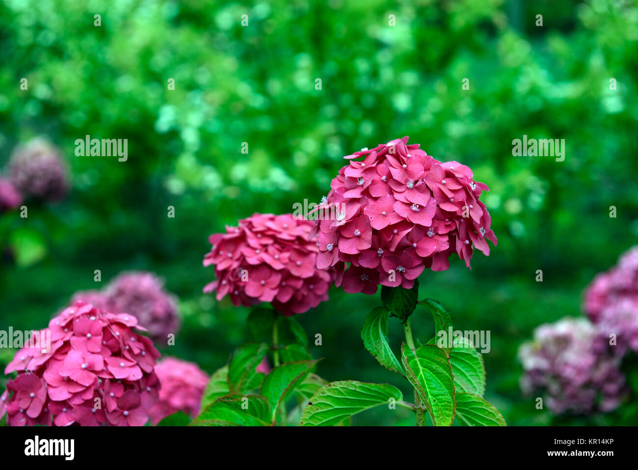 Hydrangea macrophylla red baron,mophead hydrangea,red,flower,flowers ...