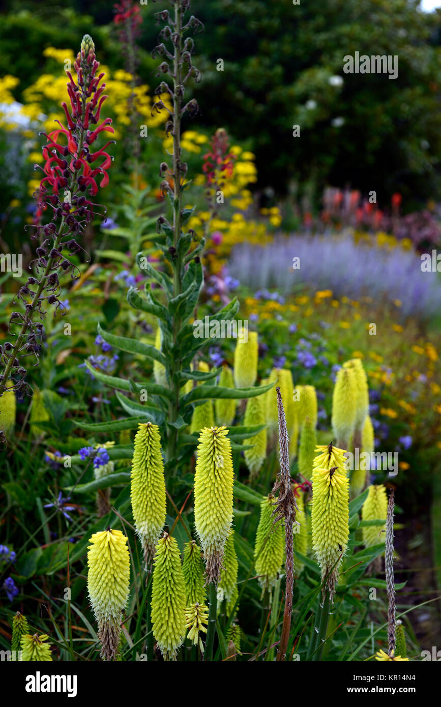 Kniphofia Bees Lemon,torch lily,red hot poker,yellow,tubular flower ...