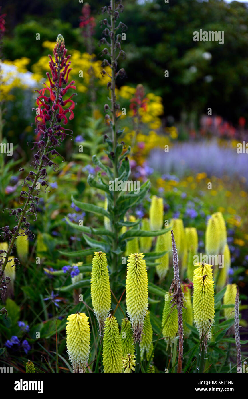 Kniphofia Bees Lemon,torch lily,red hot poker,yellow,tubular flower ...