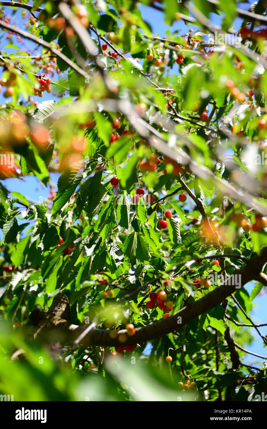 cherry in spain Stock Photo - Alamy
