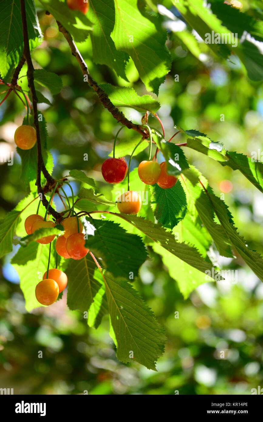 cherry in spain Stock Photo - Alamy