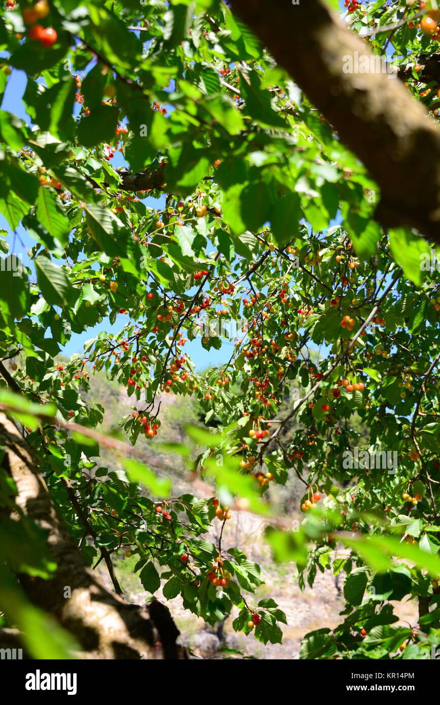 cherry in spain Stock Photo - Alamy