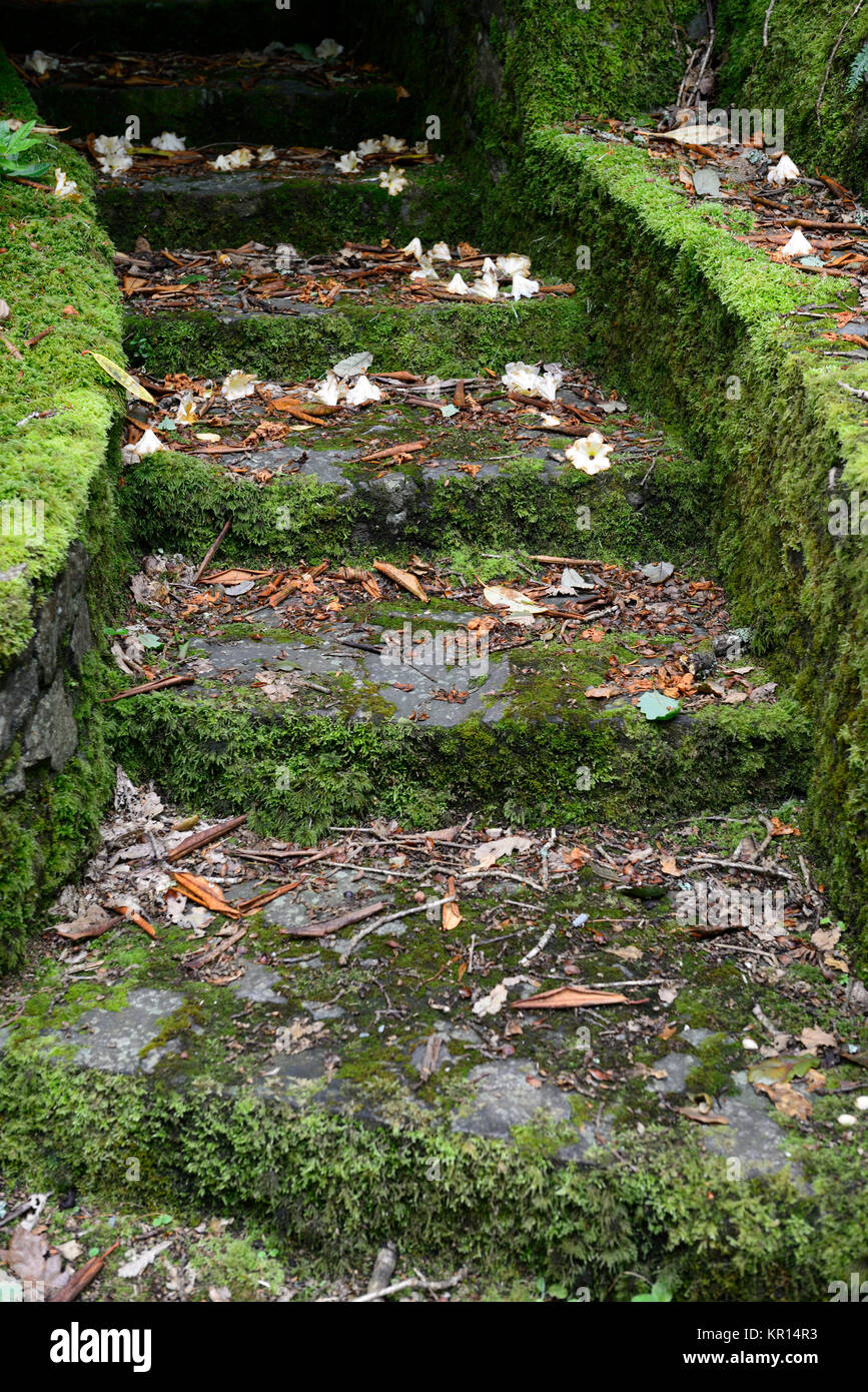 Garden Path Moss High Resolution Stock Photography and Images - Alamy