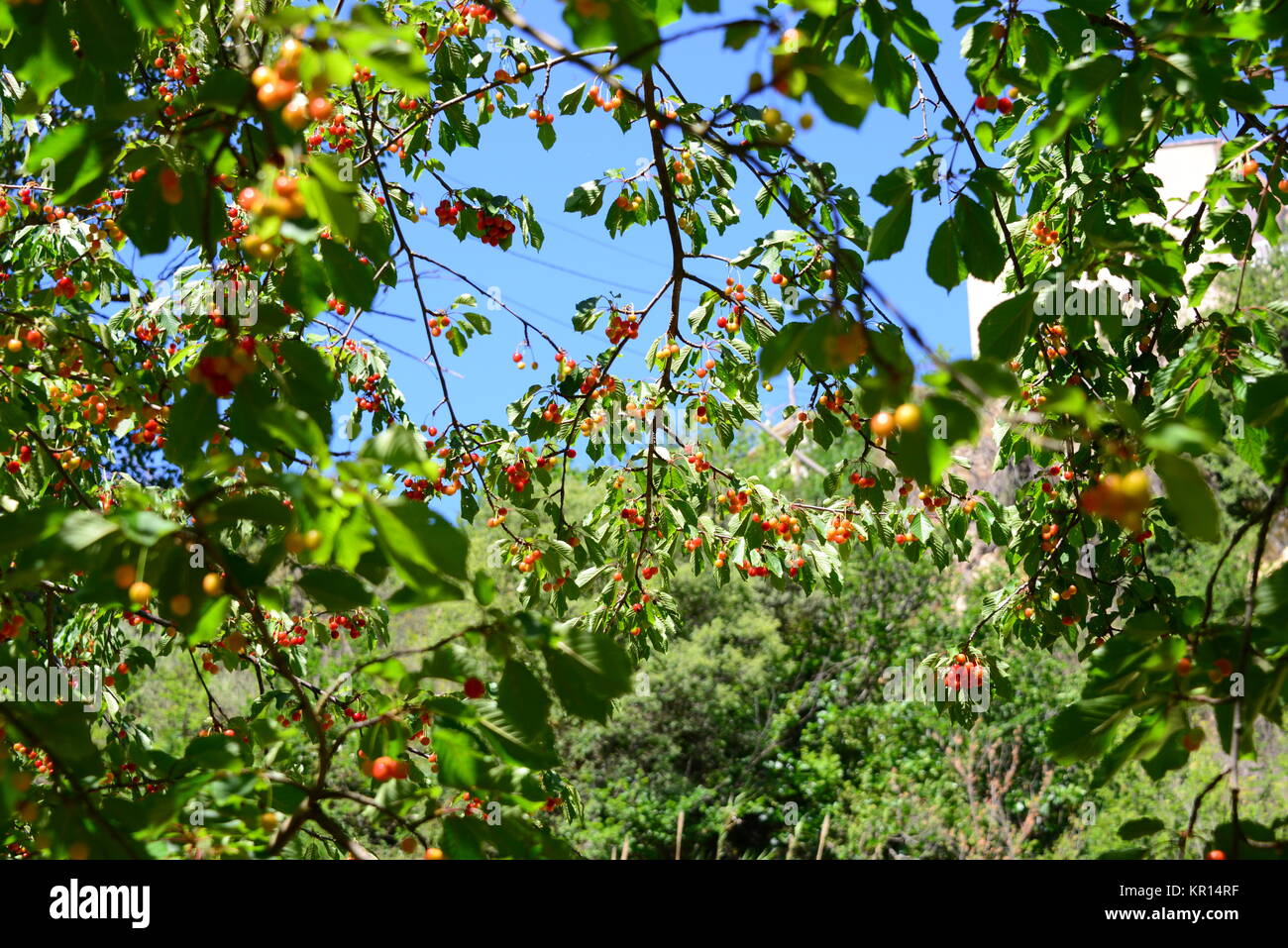 cherry in spain Stock Photo - Alamy