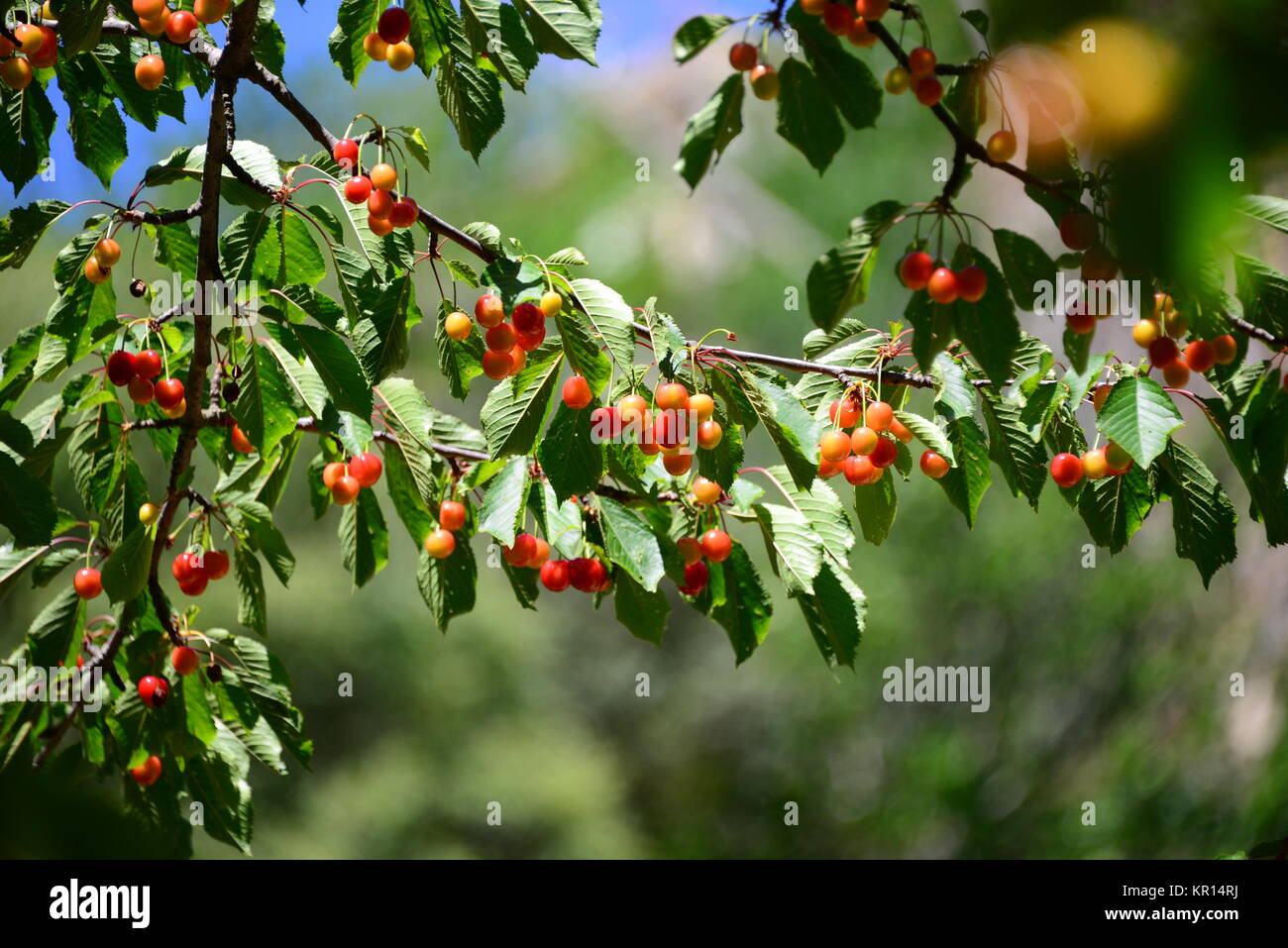 cherry in spain Stock Photo - Alamy