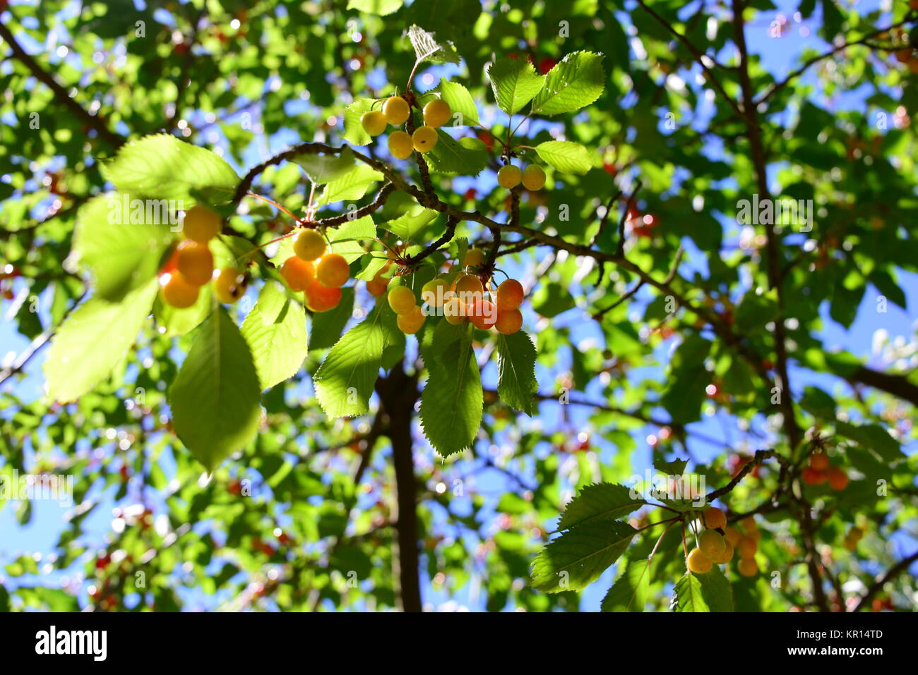 cherry in spain Stock Photo - Alamy