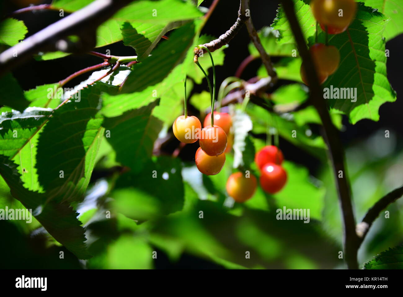cherry in spain Stock Photo - Alamy