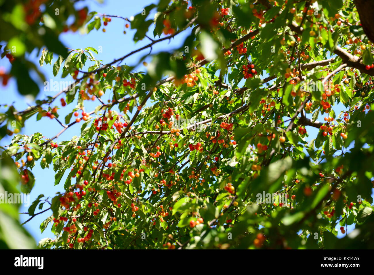 cherry in spain Stock Photo - Alamy