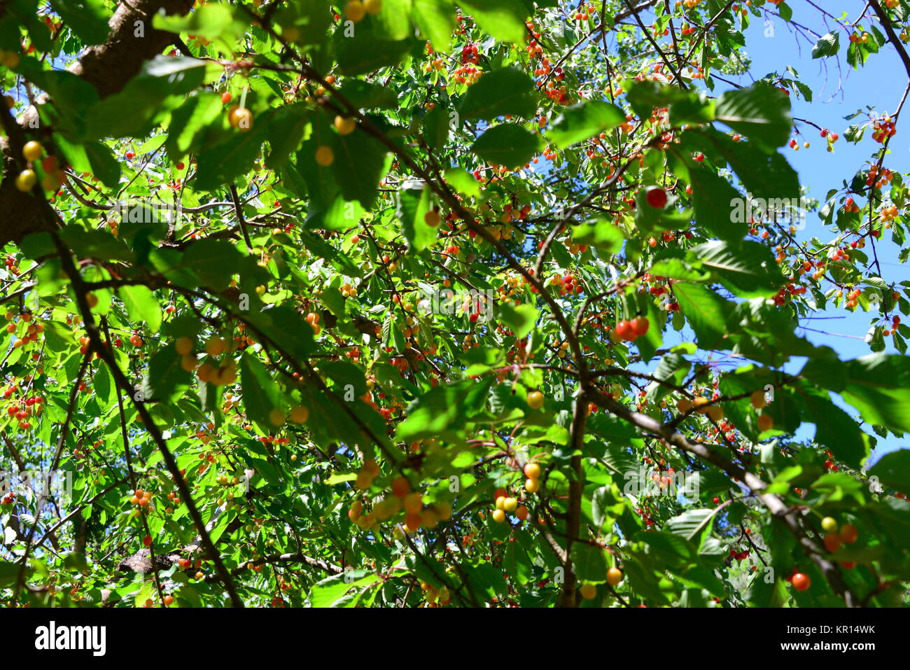 cherry in spain Stock Photo - Alamy