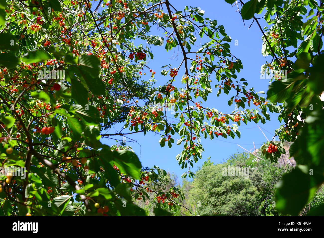 cherry in spain Stock Photo - Alamy