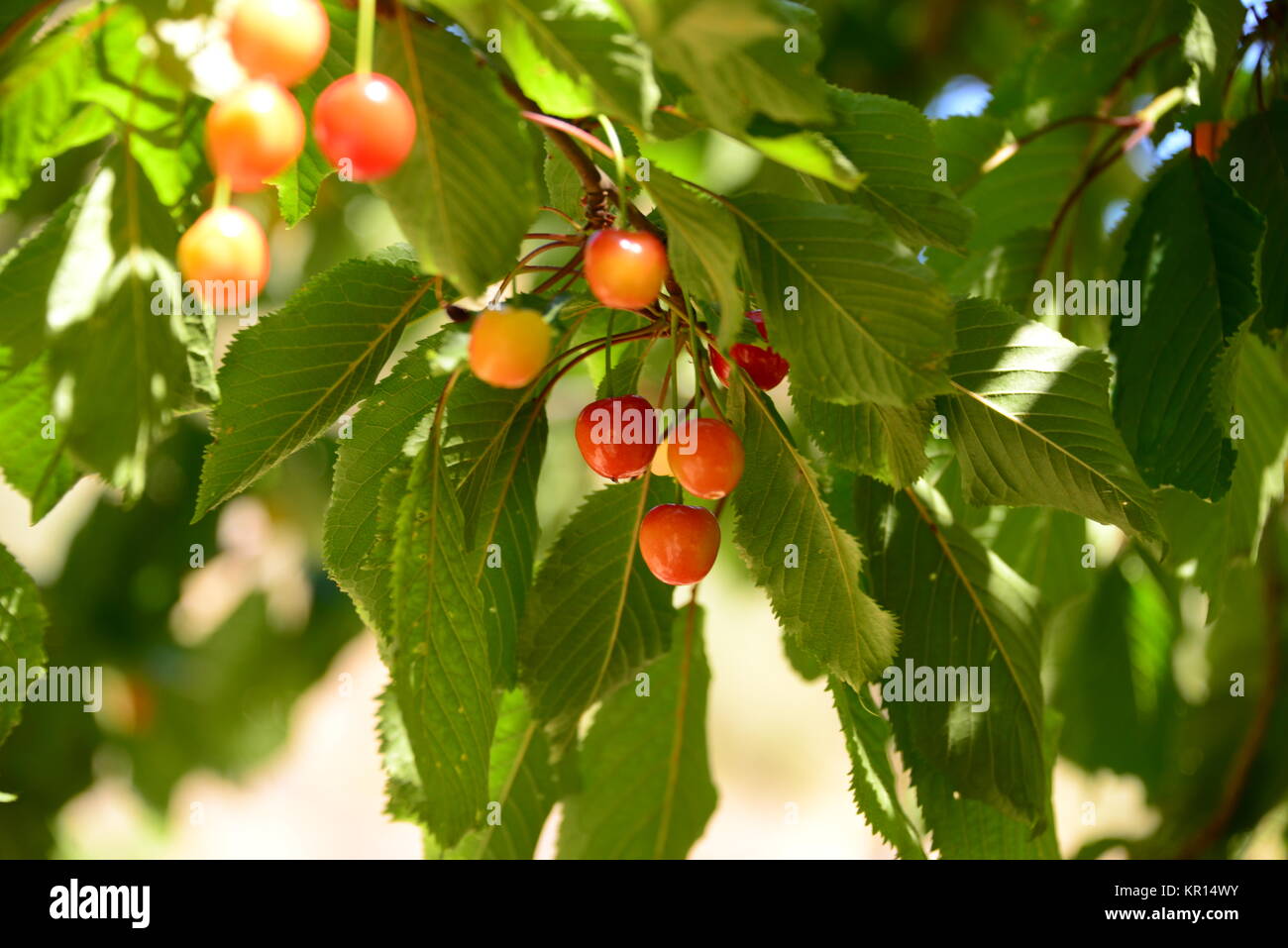 cherry in spain Stock Photo - Alamy