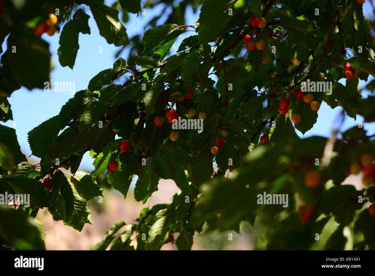 cherry in spain Stock Photo - Alamy