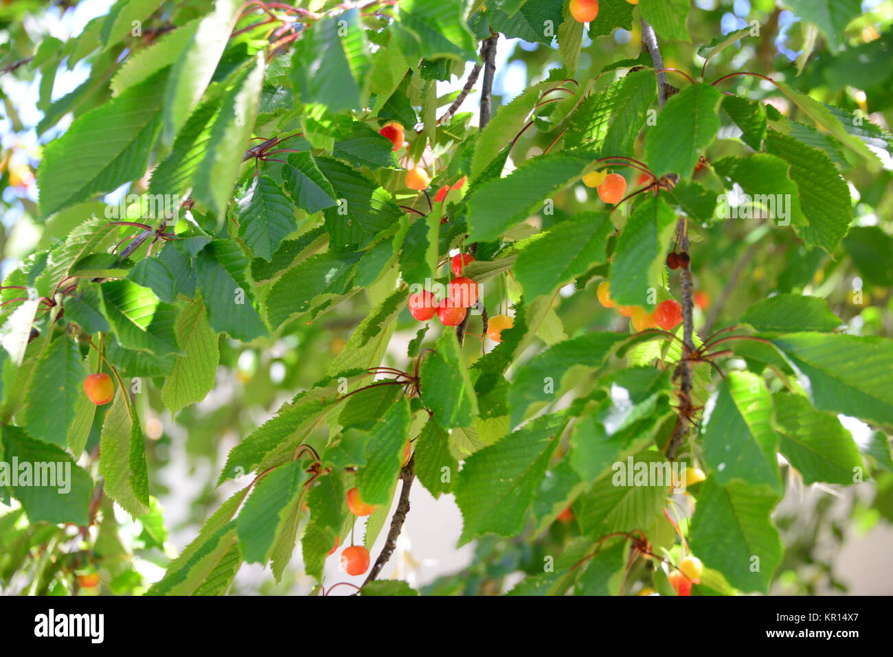 cherry in spain Stock Photo - Alamy
