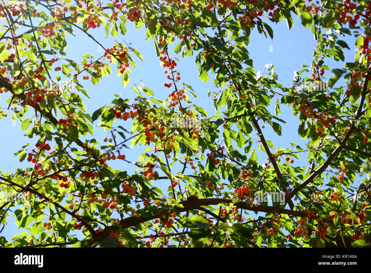 cherry in spain Stock Photo - Alamy