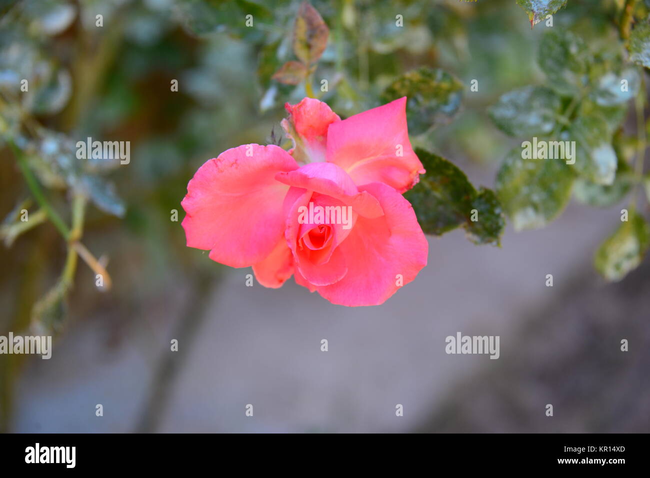 rose blossom in spain Stock Photo - Alamy