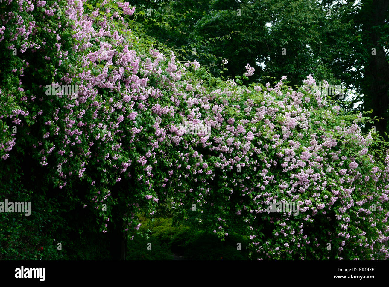 Rosa Pauls Himalayan Musk,climbing,climber,rose,roses,pink,flowers ...