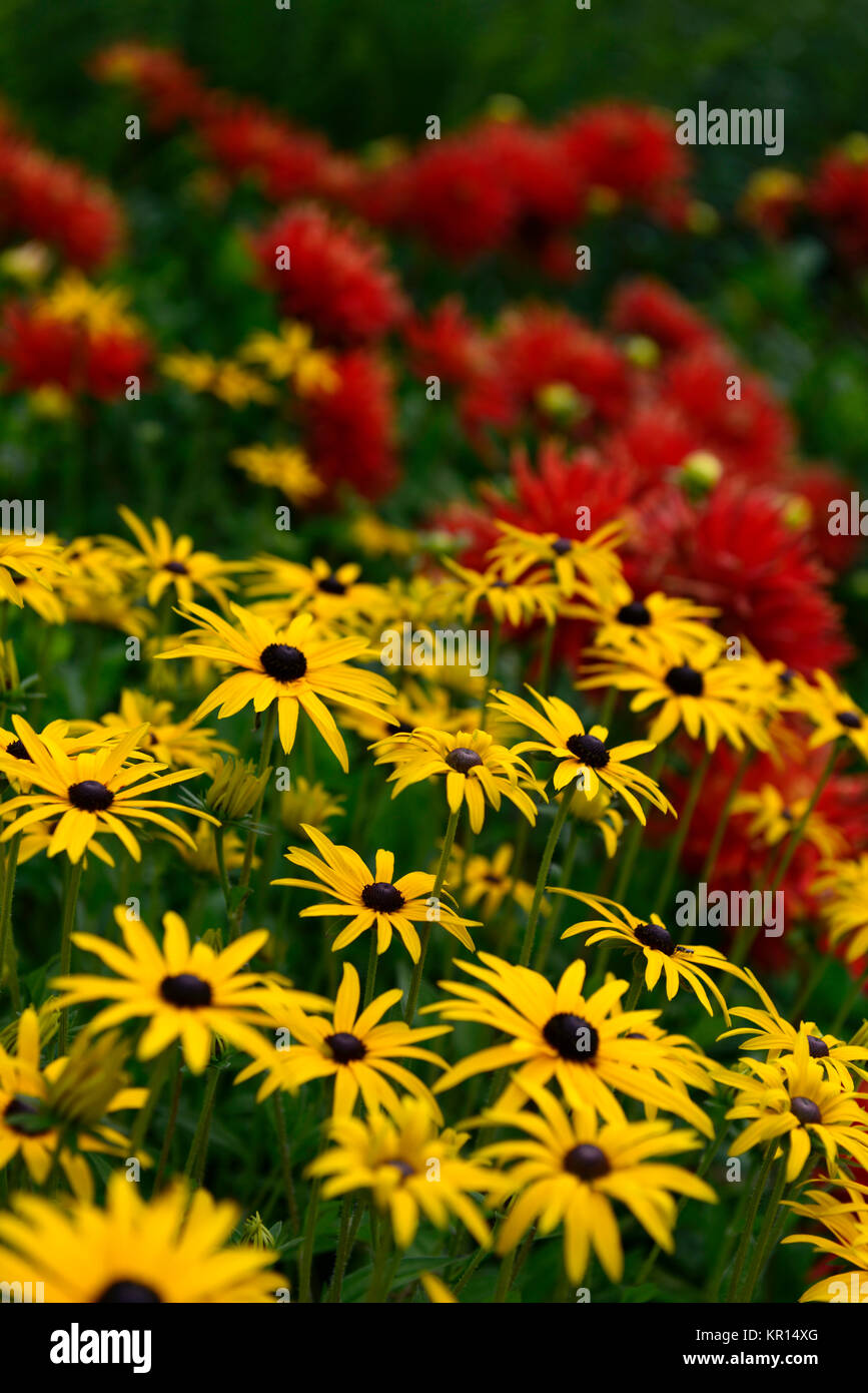 Red rudbeckia hi-res stock photography and images - Alamy