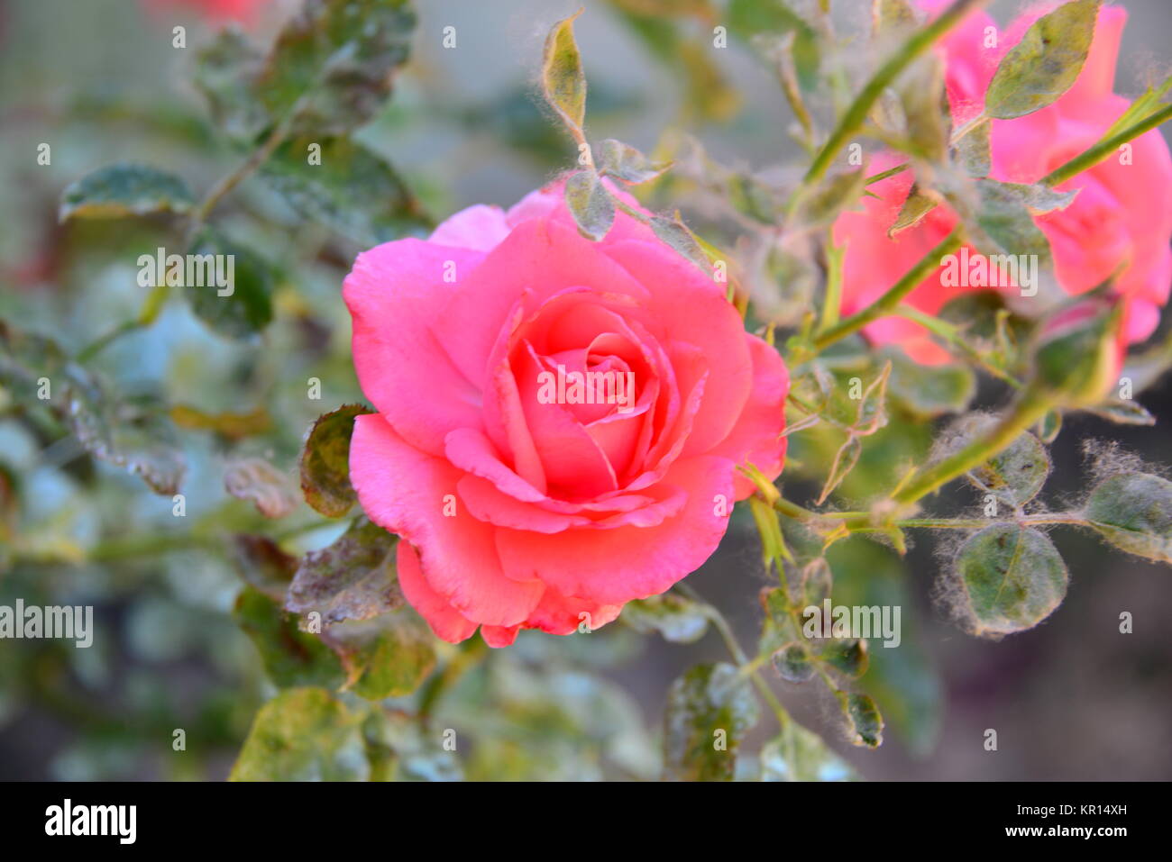 rose blossom in spain Stock Photo - Alamy