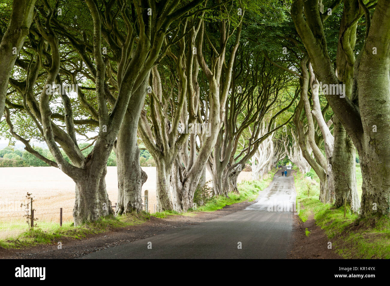 The Dark Hedges, a beautiful avenue of beech trees was planted by the ...