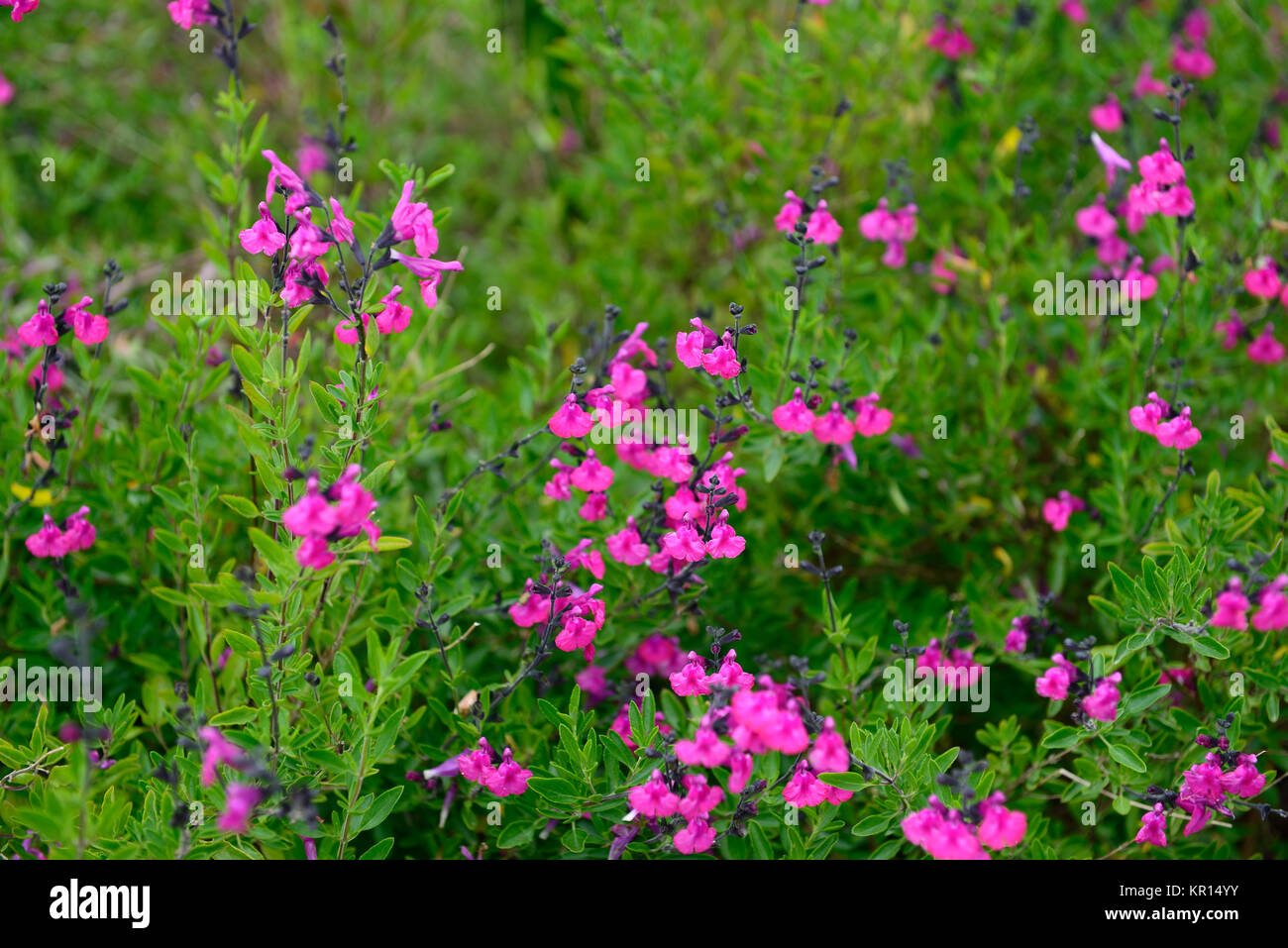salvia jamensis raspberry royale,salvias,sage,sages,pink,flower,flowers ...
