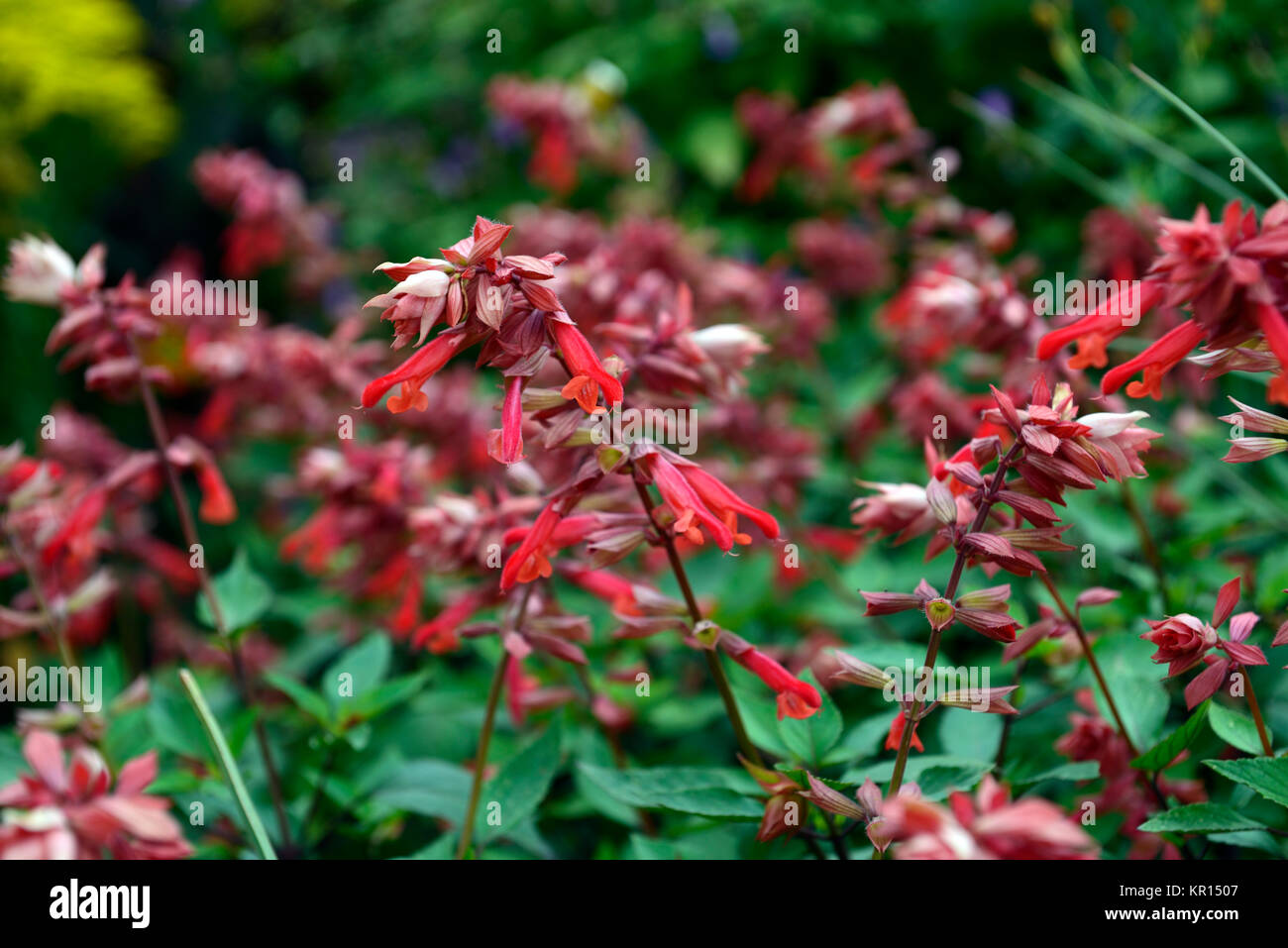 salvia ember wishes,salvias,sage,sages,red,flower,flowers,flowering,RM ...