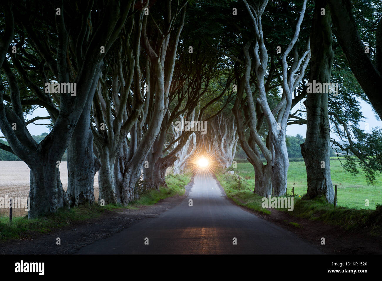 Dark hedges northern ireland car hi-res stock photography and images ...