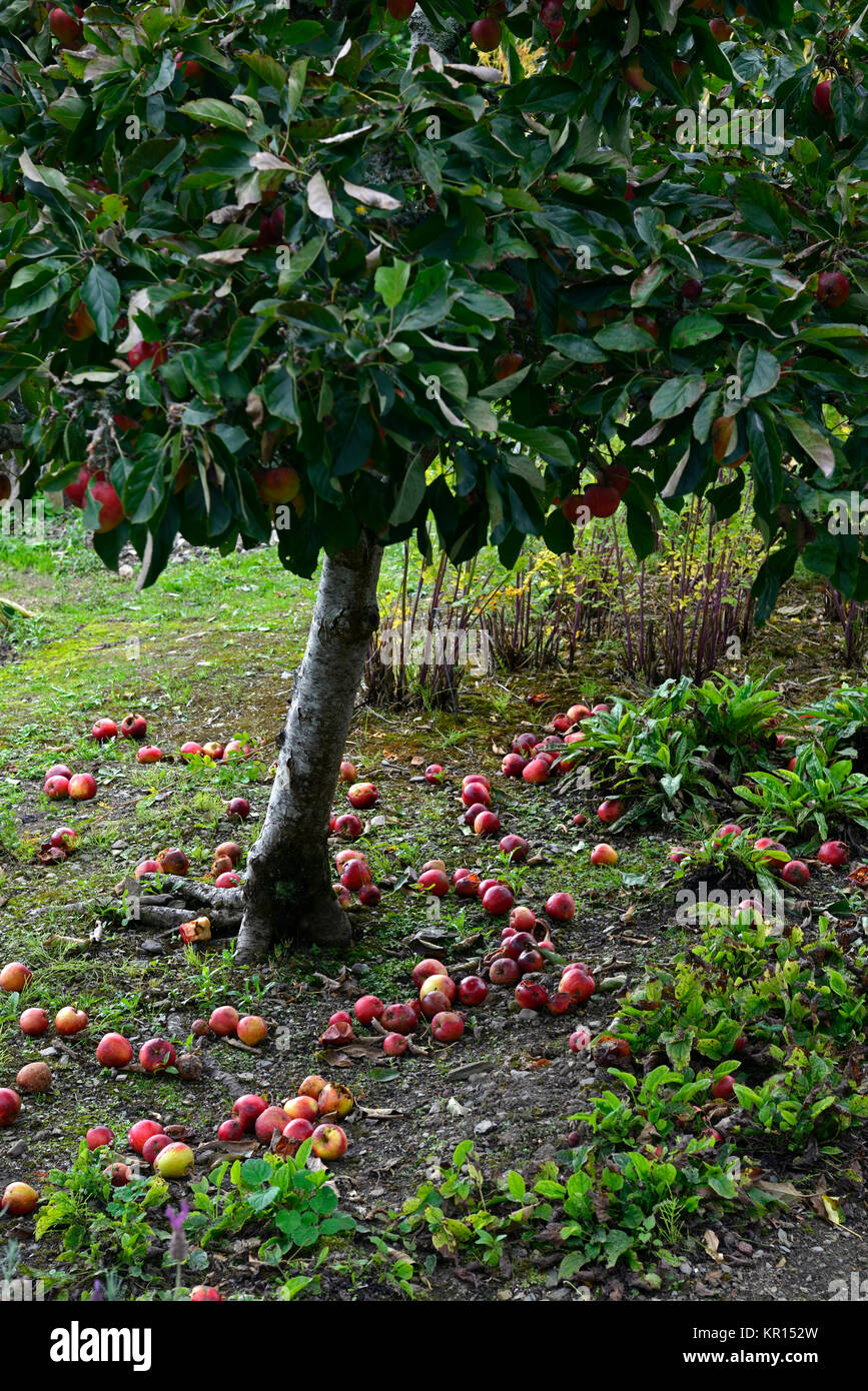 Rotten apple under tree hi-res stock photography and images - Alamy
