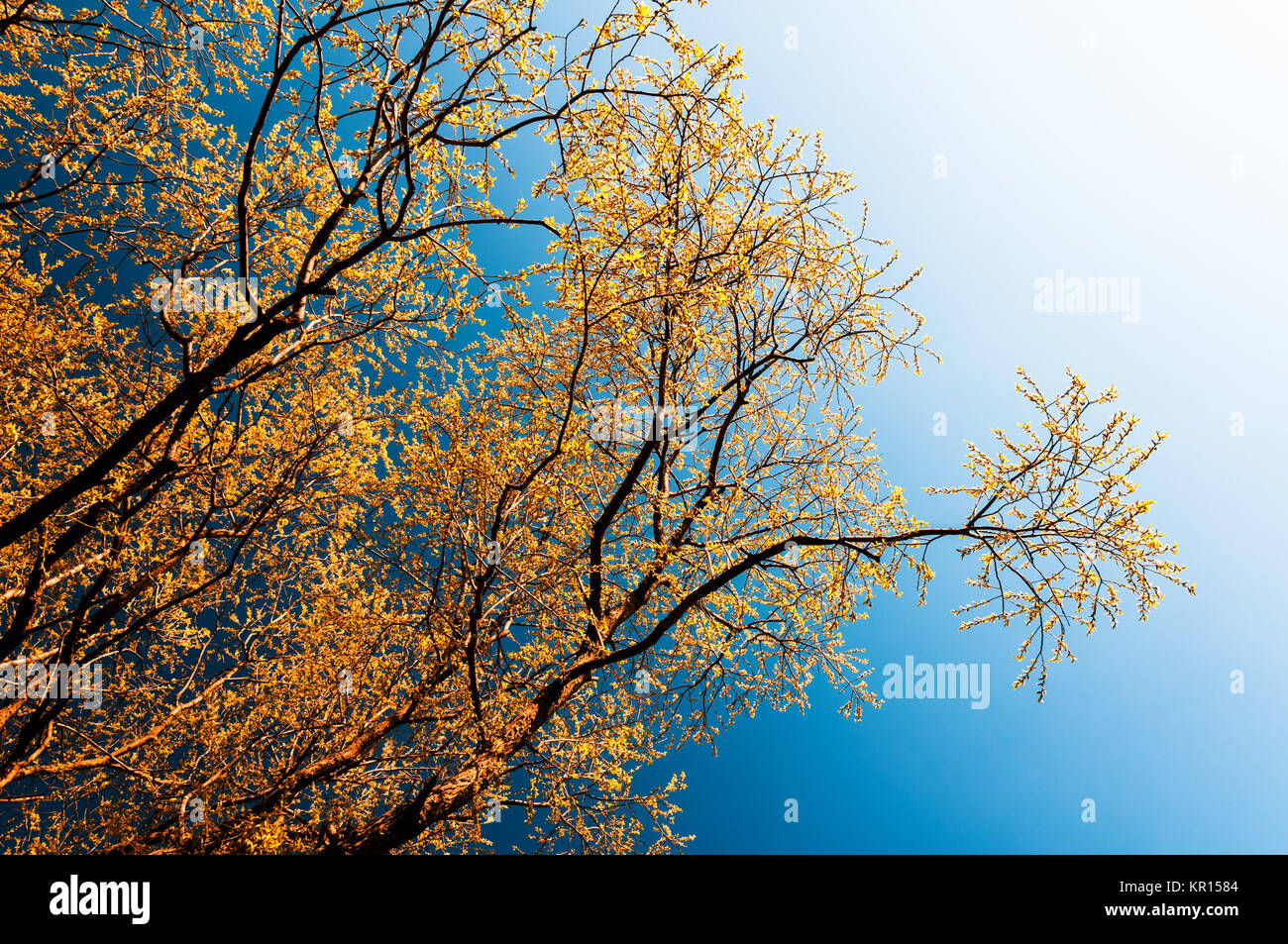 Horizontal vivid orange leaves branches left aligned design ele Stock ...