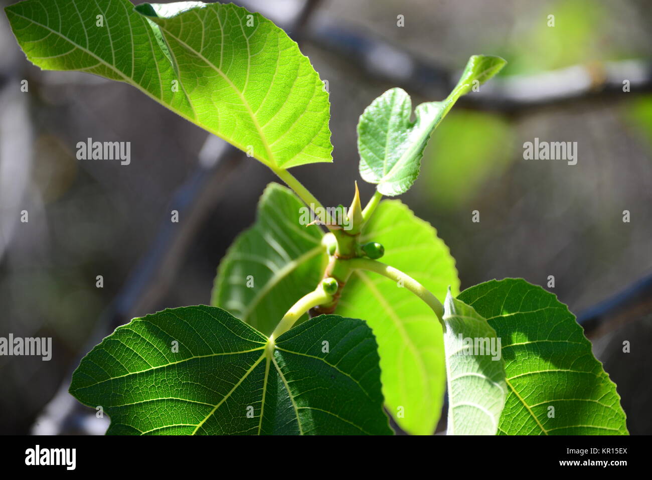 feigenbaum in spain Stock Photo - Alamy