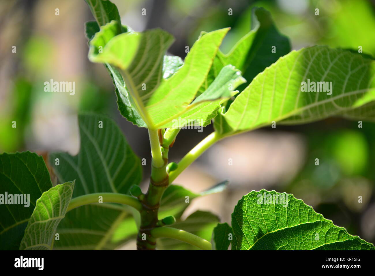 feigenbaum in spain Stock Photo - Alamy