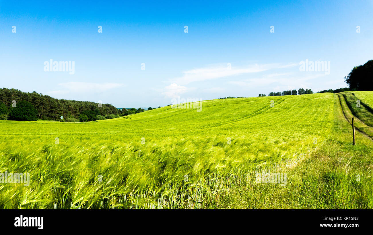 gerstenfeld auf rÃ¼gen Stock Photo - Alamy