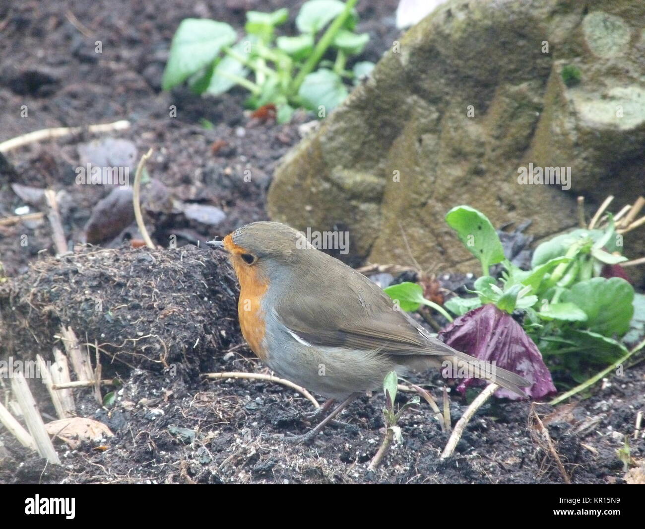 Little robin redbreast Stock Photo - Alamy