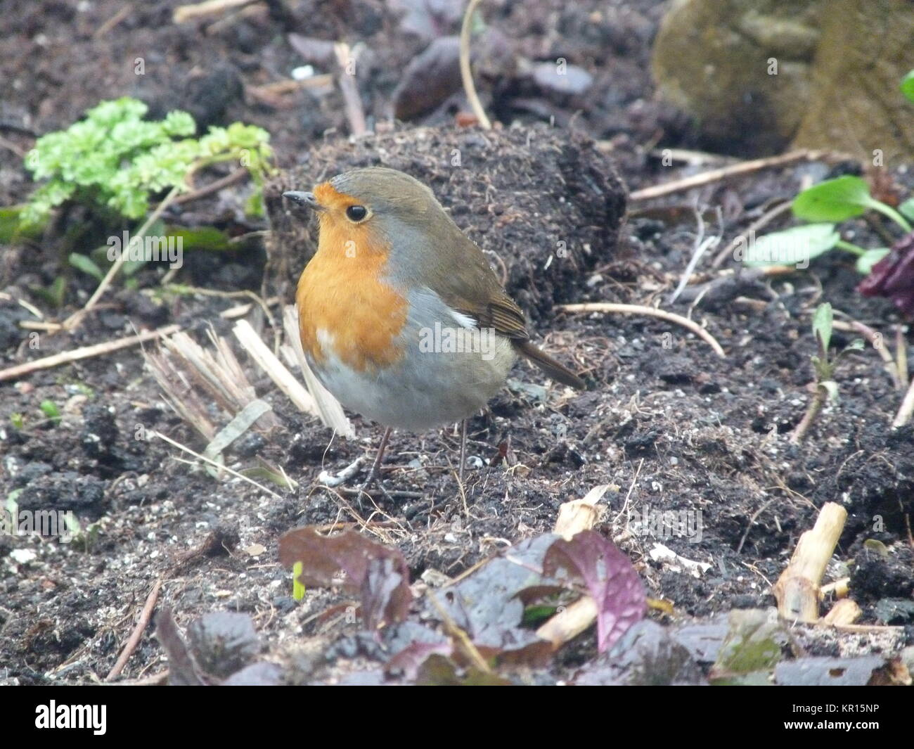 Little robin redbreast Stock Photo - Alamy