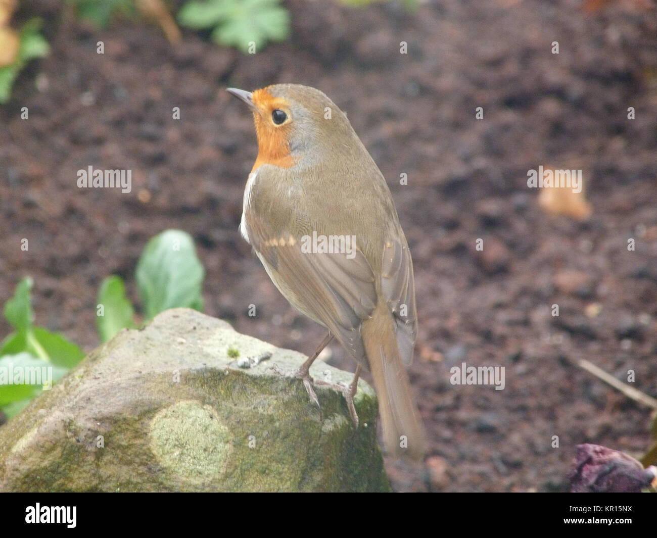 Little robin redbreast Stock Photo - Alamy