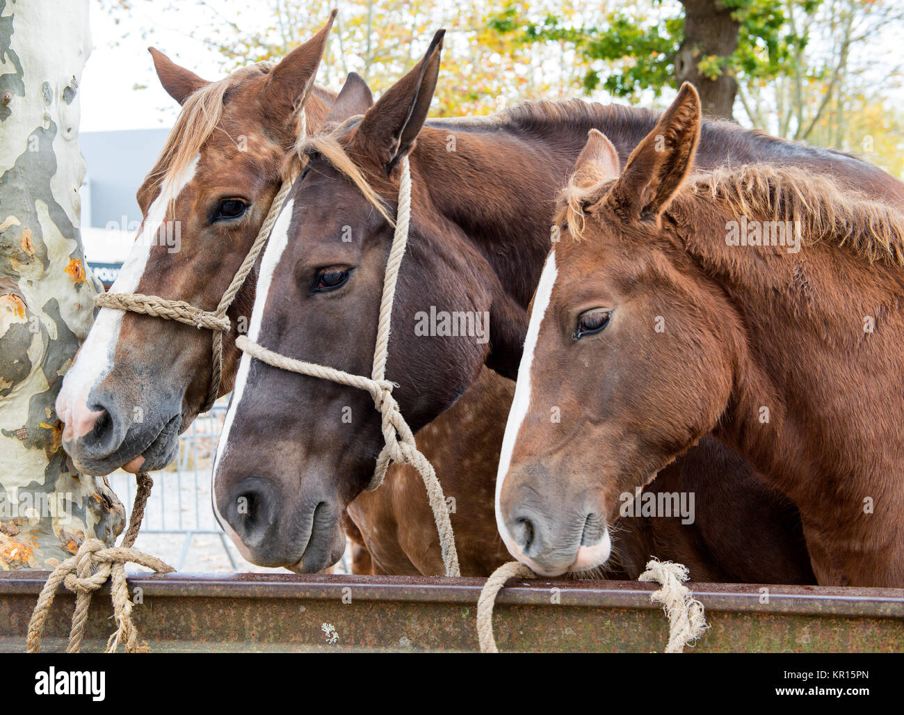 a portrait of three beautiful wild horses Stock Photo - Alamy