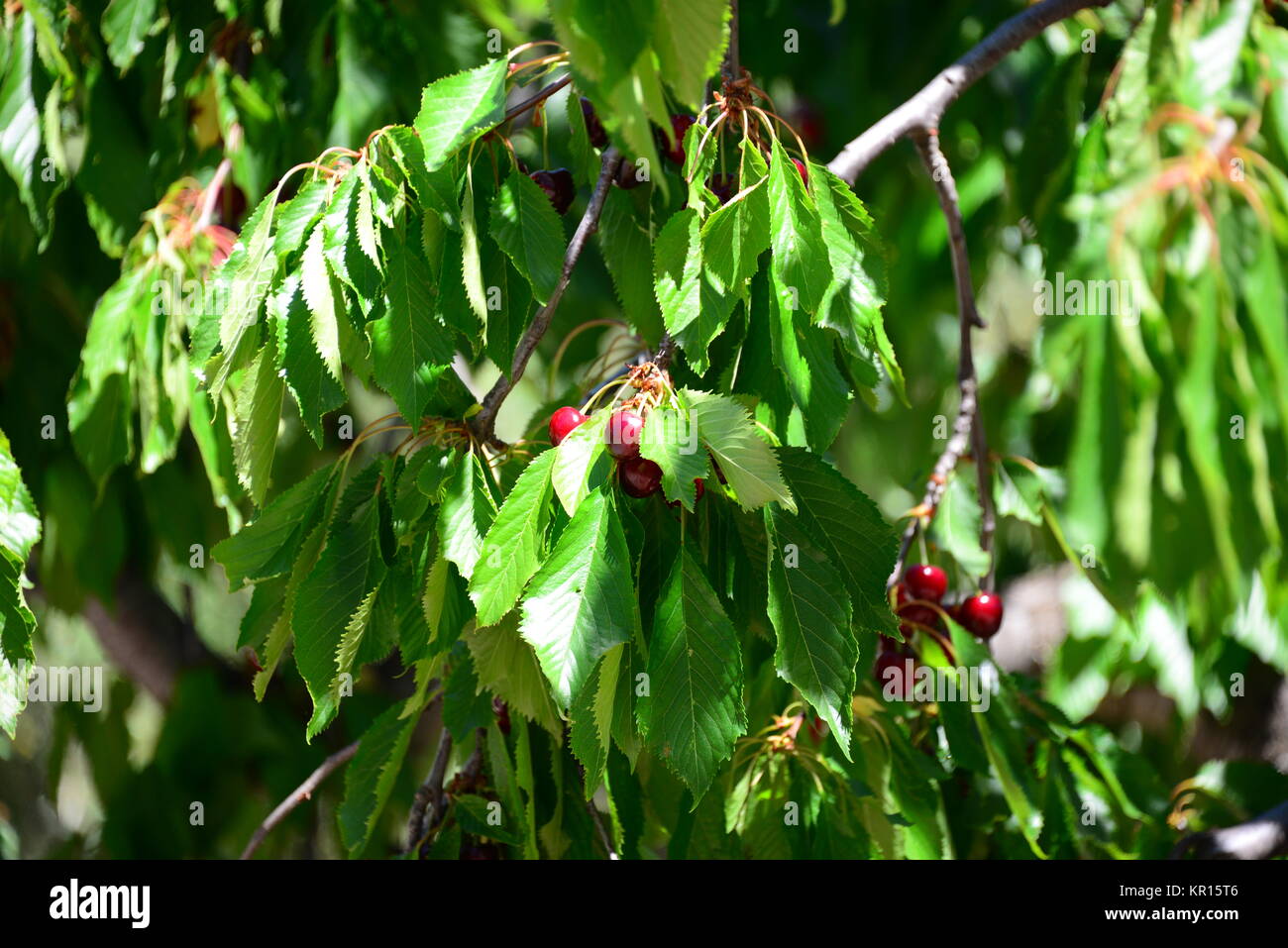 cherry in spain Stock Photo - Alamy
