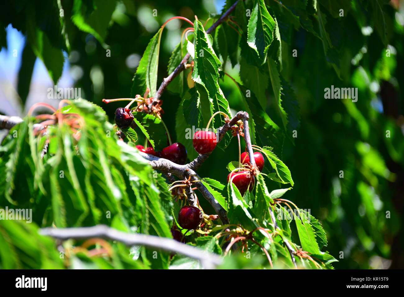 cherry in spain Stock Photo - Alamy